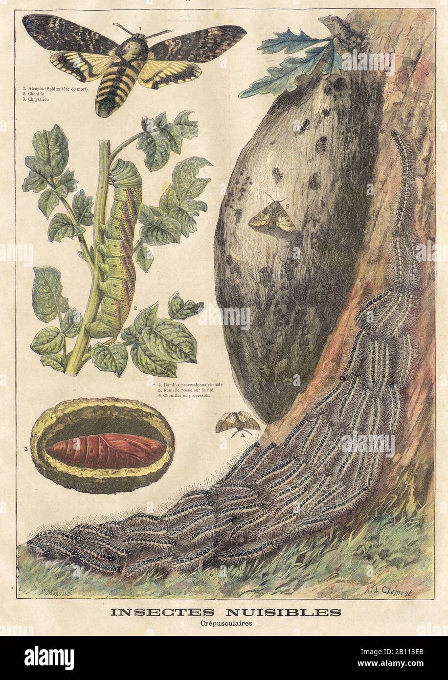 Atropos (Sphinx tète de mort) 2. Chenille 3. Chrysalide processionnaire ...