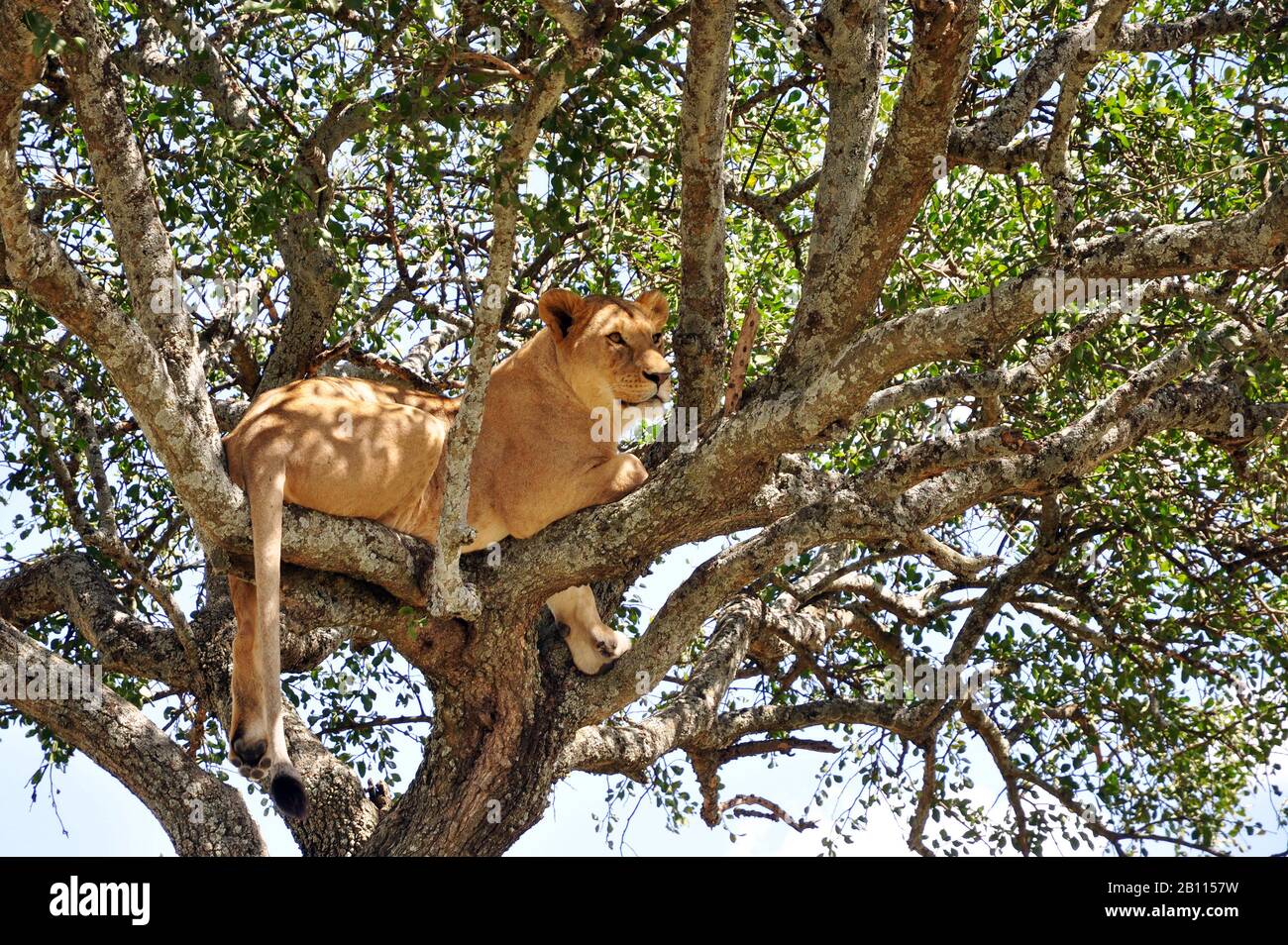 Lion sur un arbre Banque de photographies et d’images à haute ...