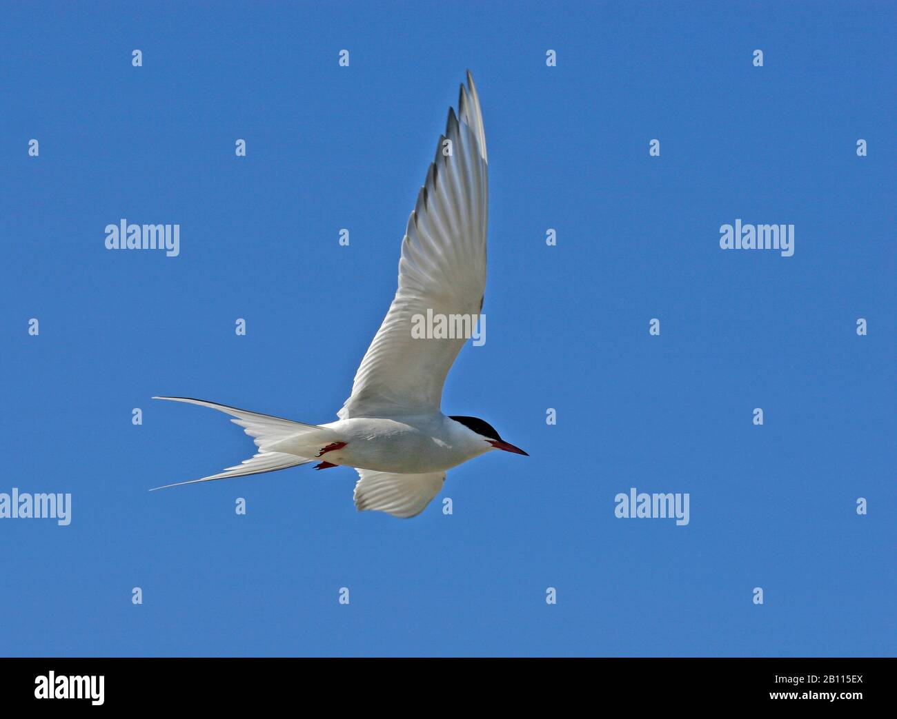 Oiseau dans un ciel bleu Banque de photographies et d’images à haute ...