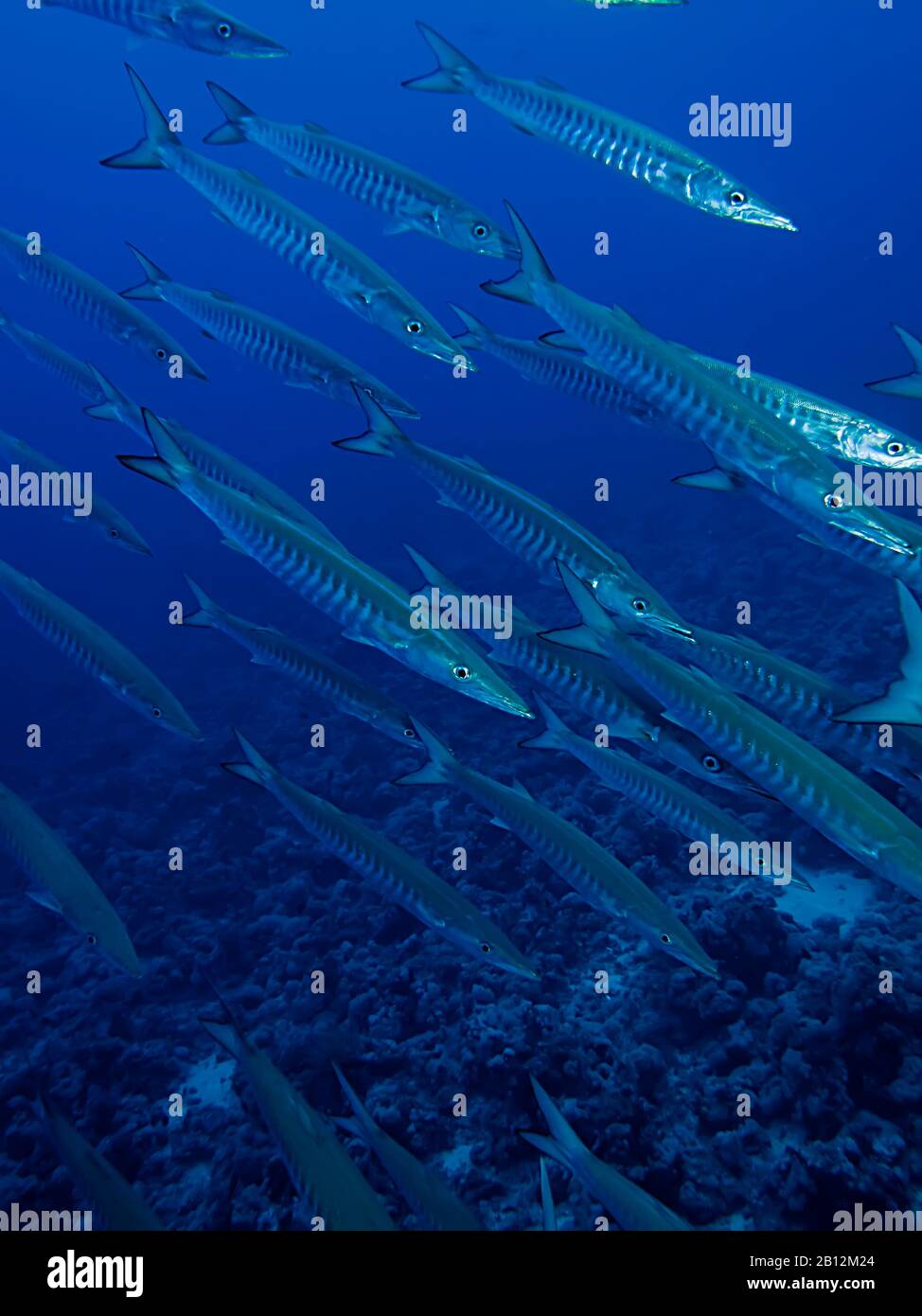 Grand barracuda sphyraena barracuda Banque de photographies et d’images ...