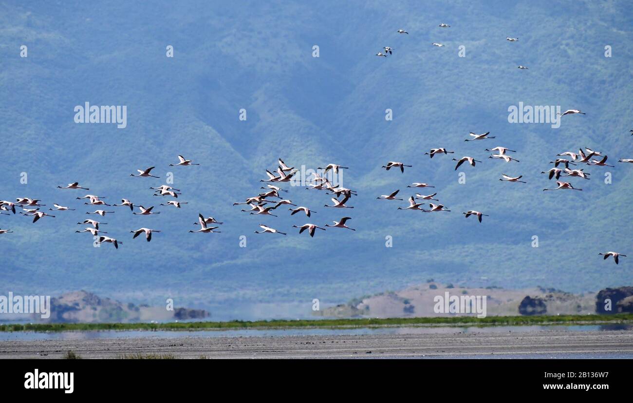 Lac natron Banque de photographies et d’images à haute résolution - Alamy