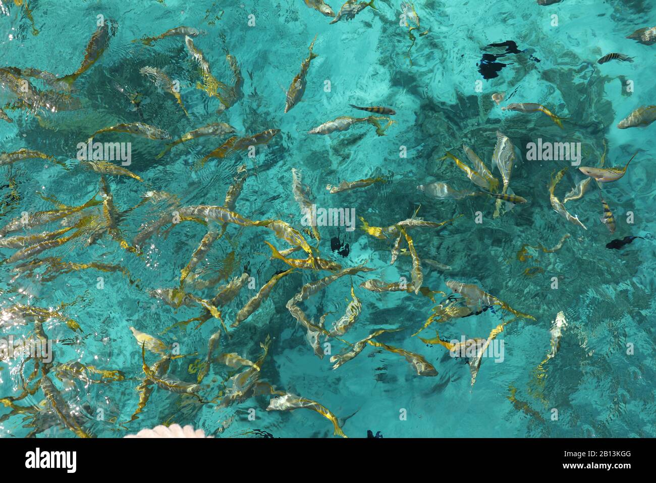 Cayo coral Banque de photographies et d’images à haute résolution - Alamy