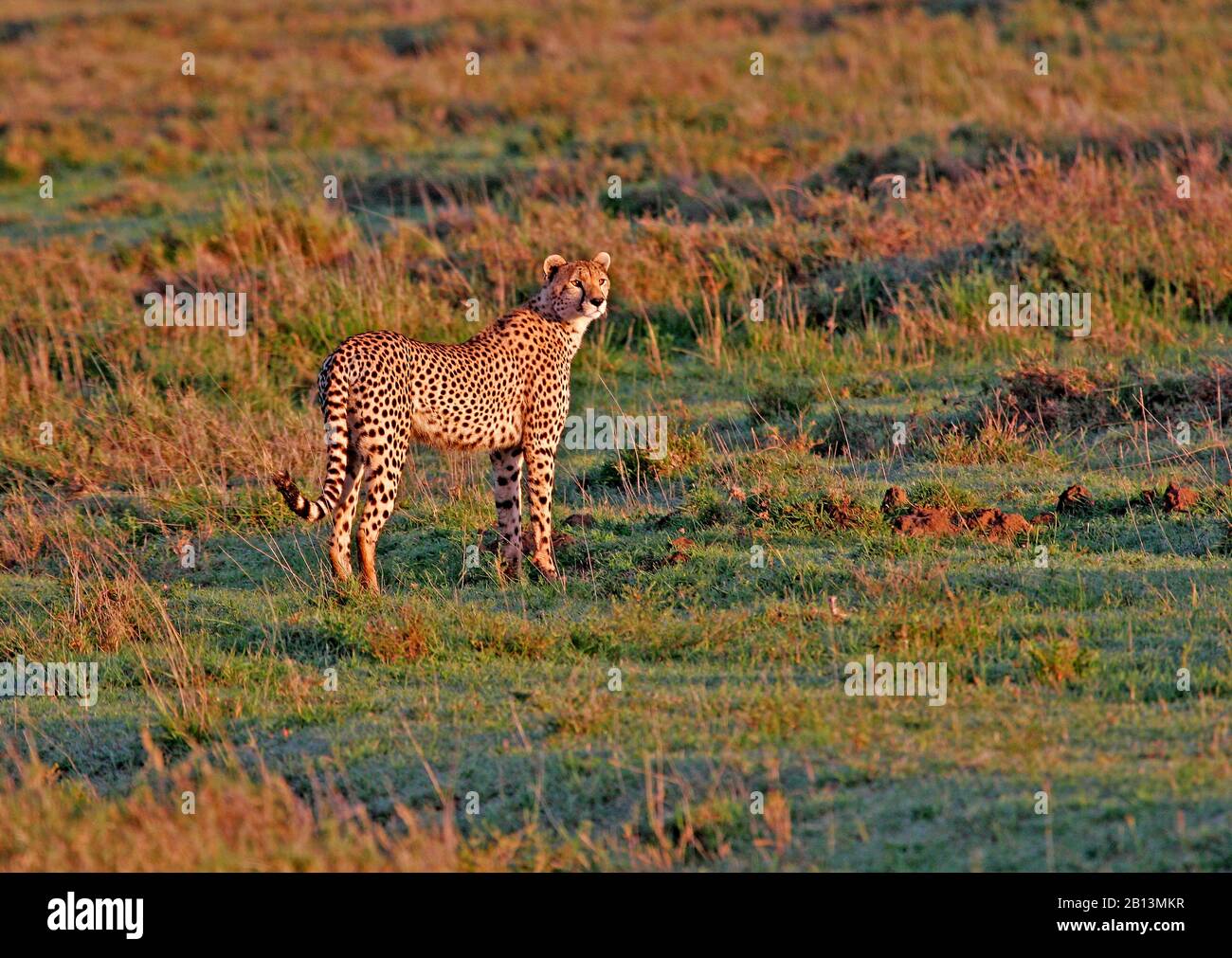 Guépard debout Banque de photographies et d’images à haute résolution ...
