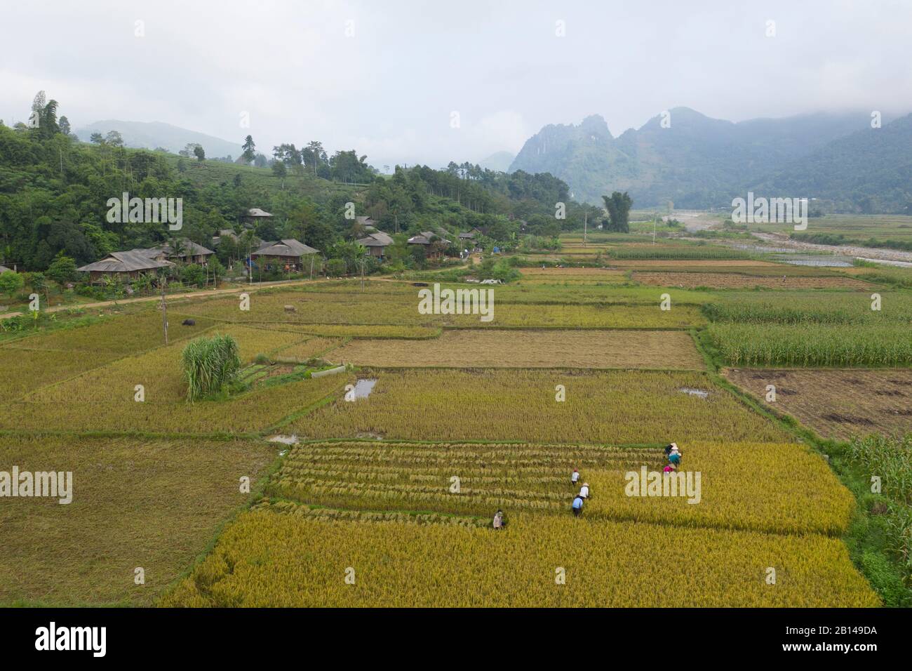Rice field workers vietnam Banque de photographies et d’images à haute ...