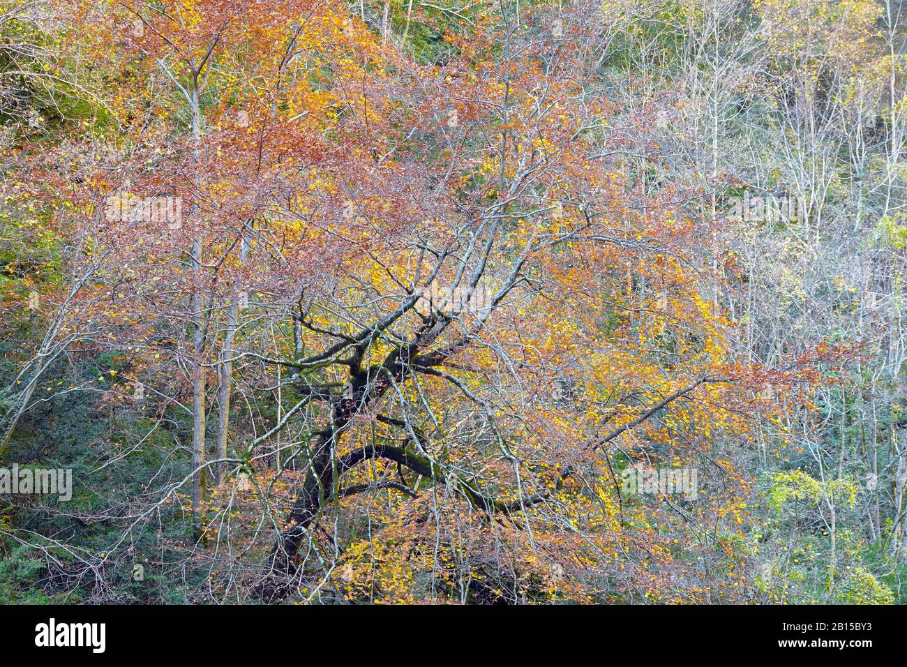 Paysage impressionniste Banque de photographies et d’images à haute ...