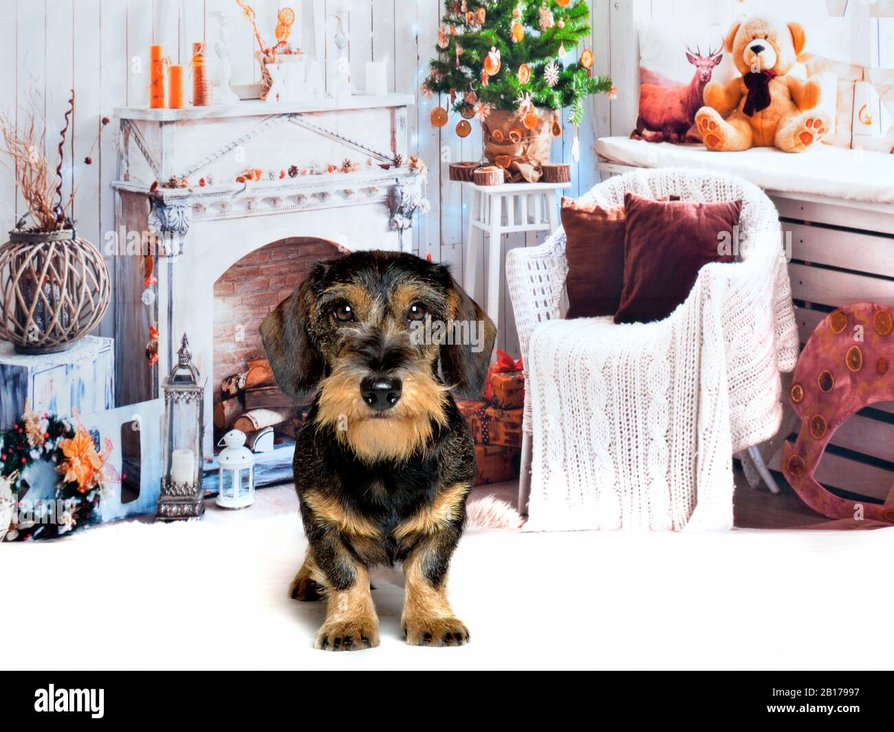 Teckel assis Banque de photographies et d’images à haute résolution - Alamy