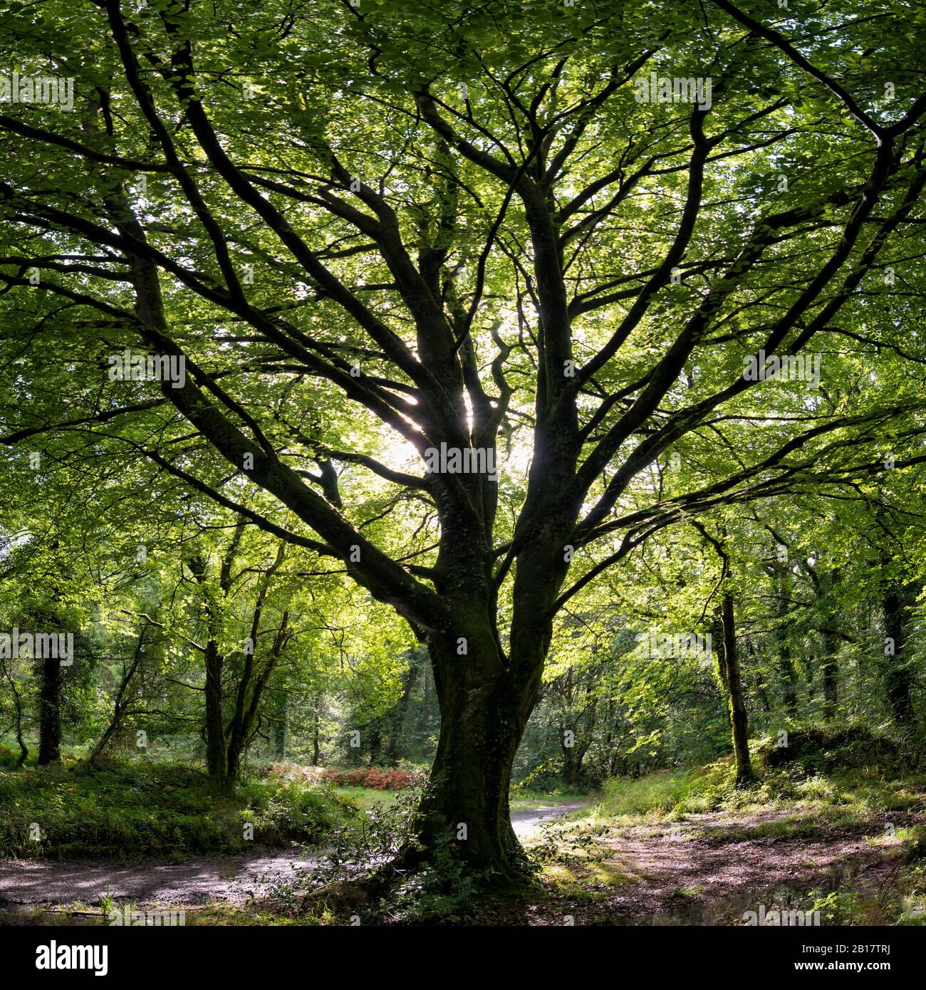 Bois de canaston Banque de photographies et d’images à haute résolution ...