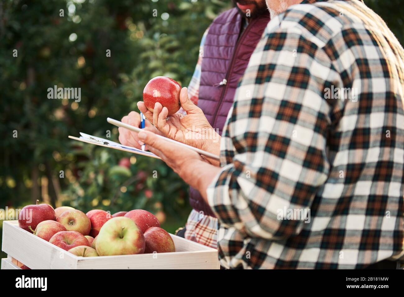 Comparer des pommes avec des pommes Banque de photographies et d’images ...