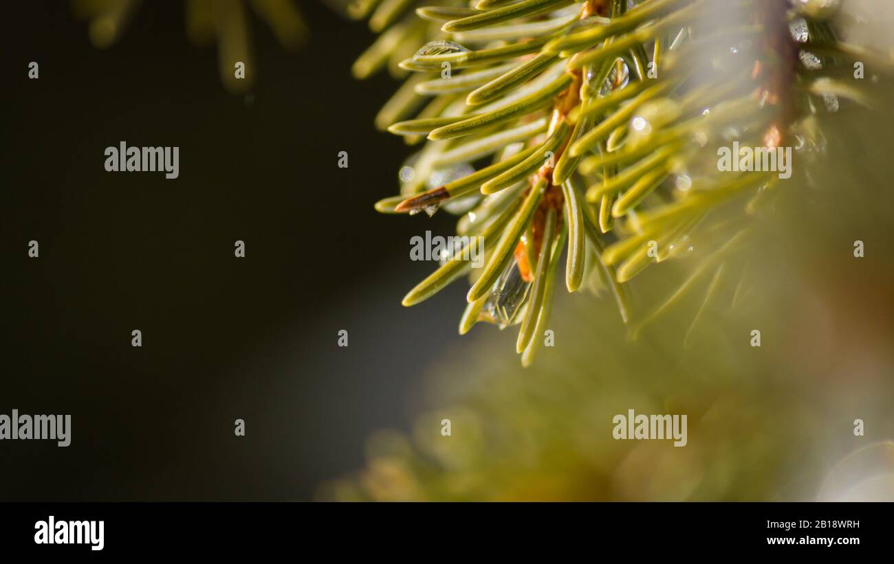Les aiguilles d'épinette de Norvège (Picea Excelsa) se rapprochent avec ...