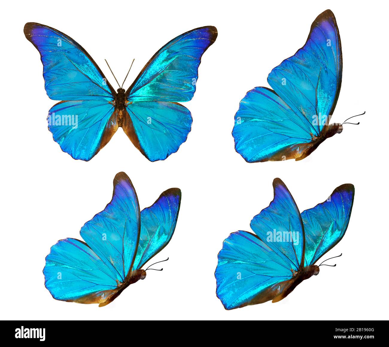 Papillons bleus Banque d'images détourées - Alamy