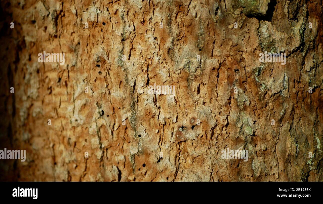 Xyleborus monographus Banque de photographies et d’images à haute ...