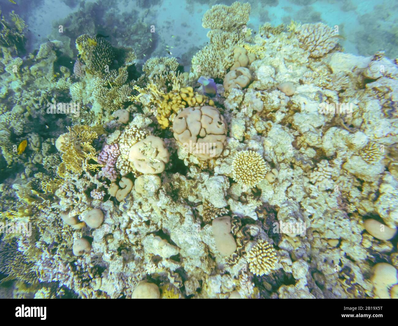 Coral texture Banque d'image et photos - Alamy