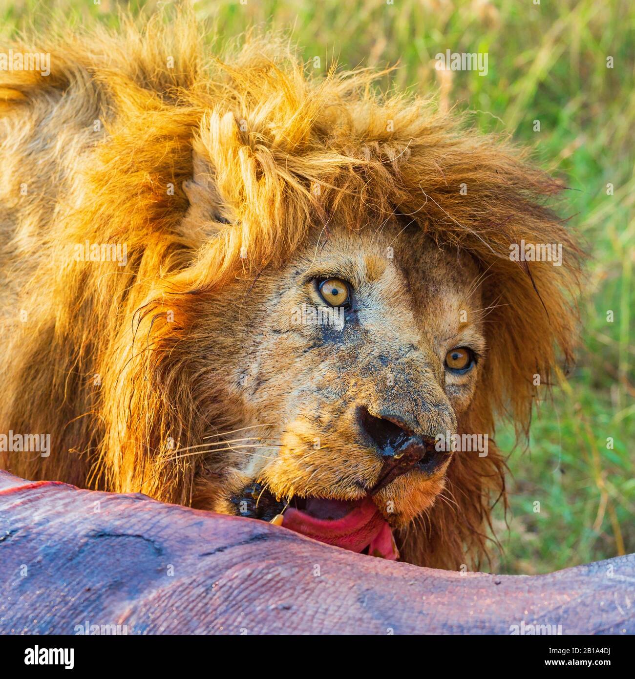 Lion lécher du sang un animal mort Photo Stock - Alamy