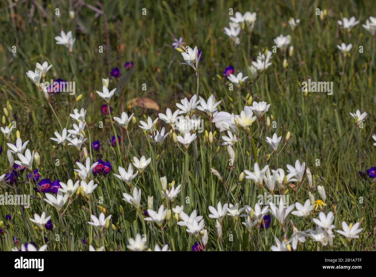 Sparaxis bulbifera Banque de photographies et d’images à haute ...