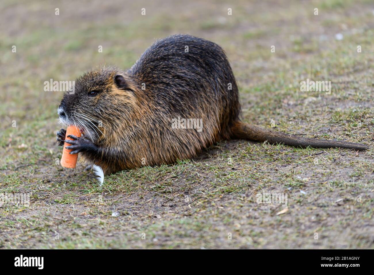 Rat de rivière prague Banque de photographies et d’images à haute ...