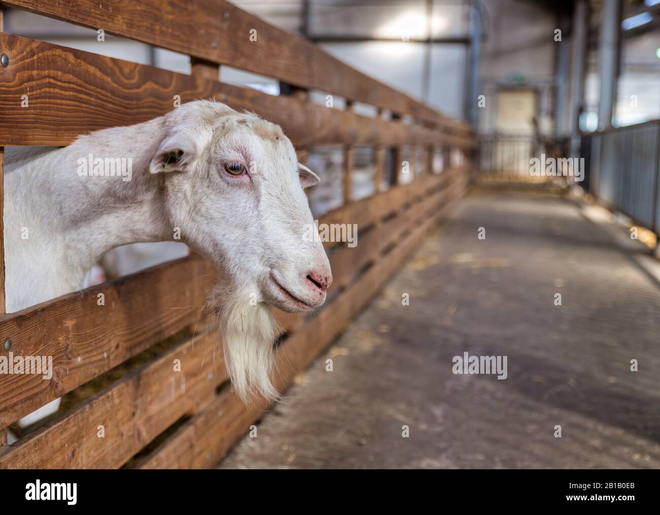 Chèvre drôle Banque de photographies et d’images à haute résolution - Alamy