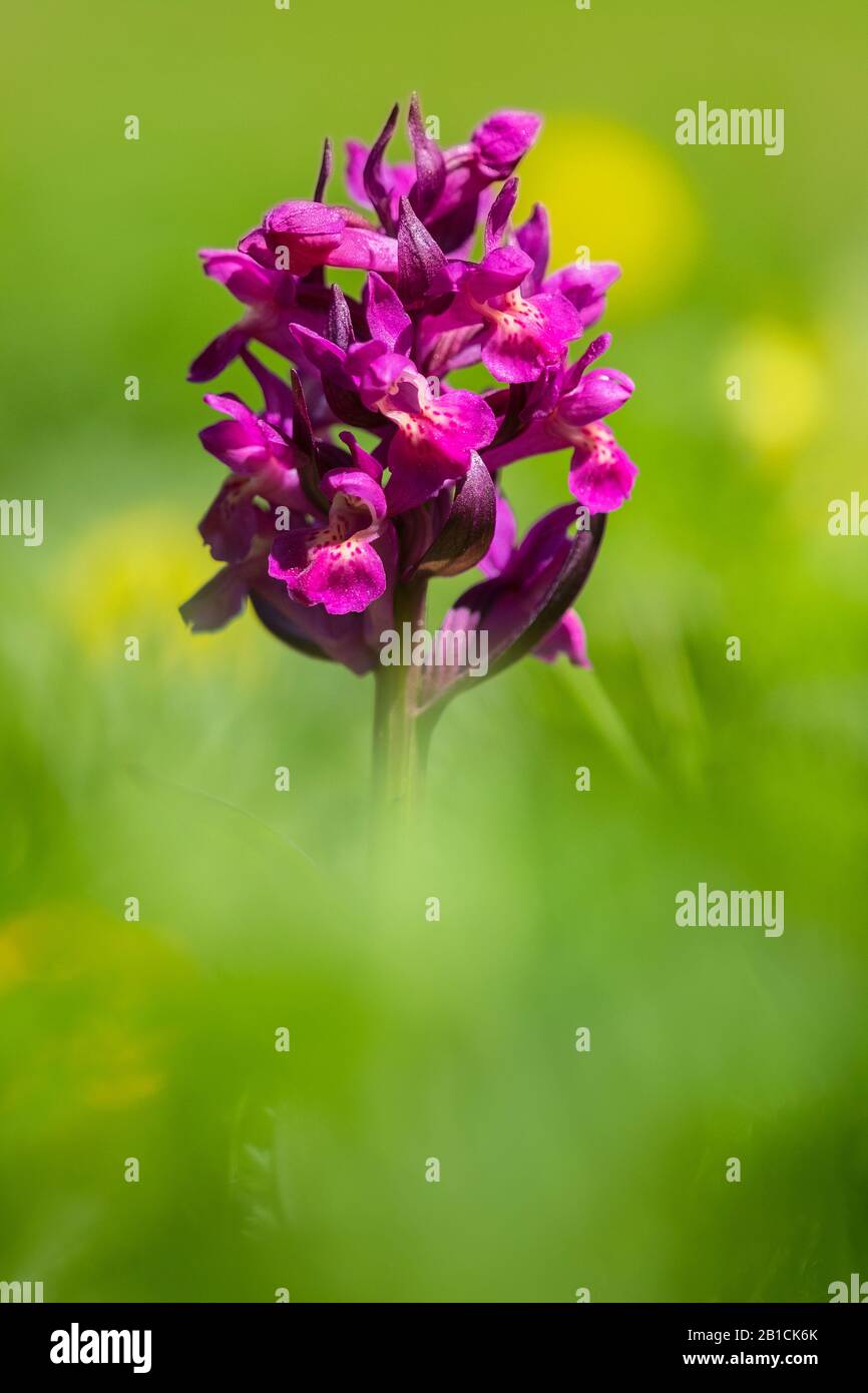 Cuckoo flower dactylorhiza sambucina Banque de photographies et d ...