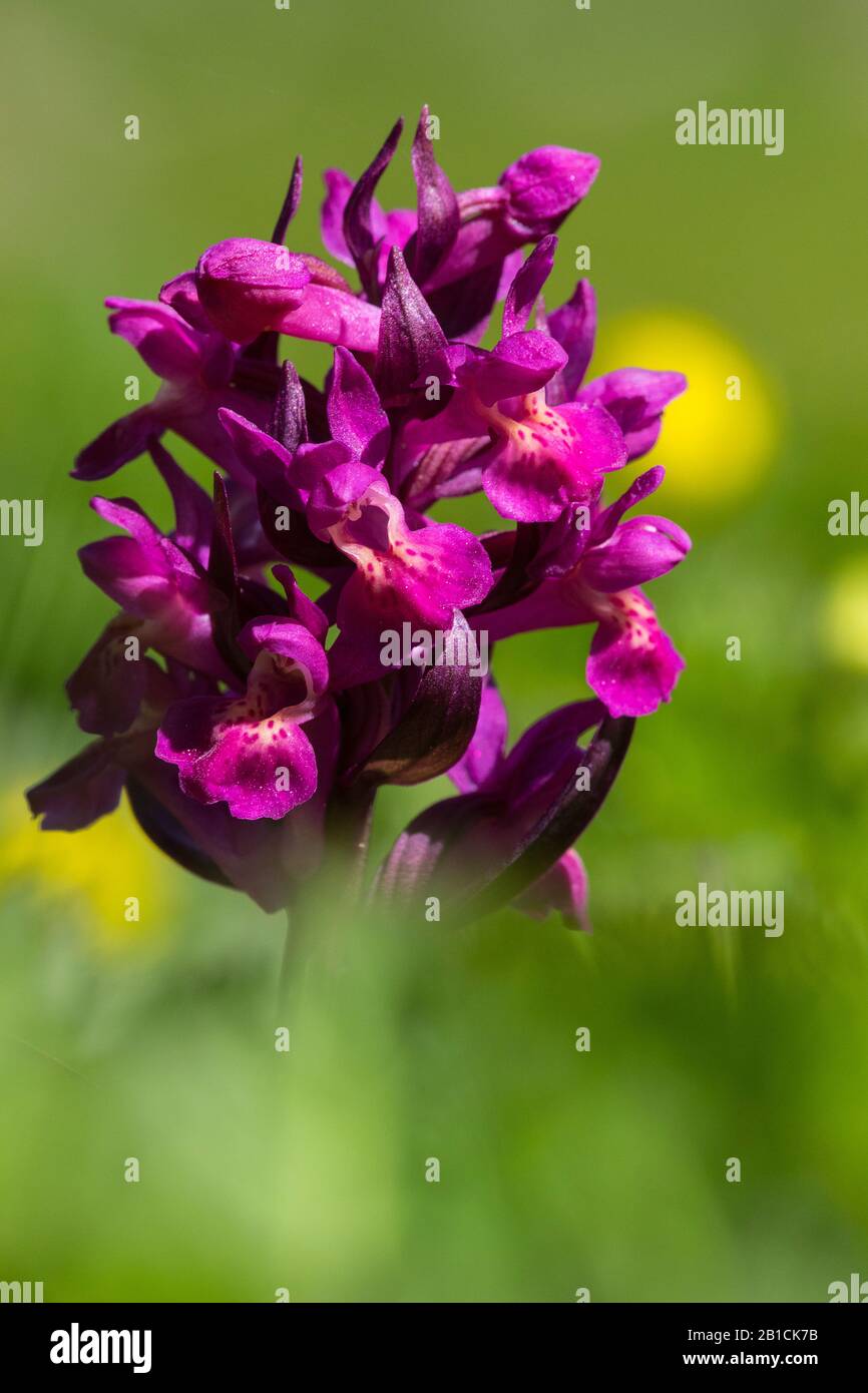 Cuckoo flower dactylorhiza sambucina Banque de photographies et d ...