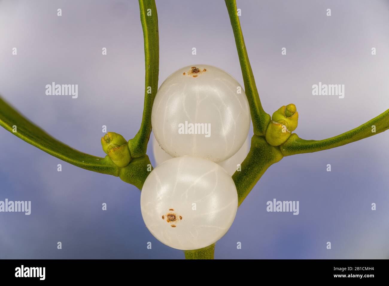 Fruits de gui Banque de photographies et d’images à haute résolution ...