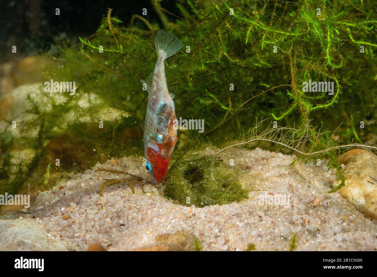 Poisson rognon Banque de photographies et d’images à haute résolution ...