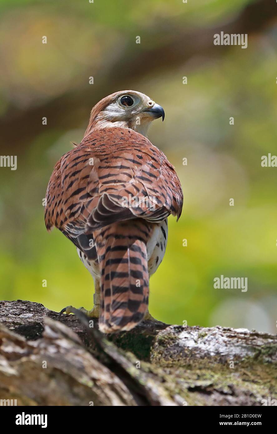 Mauritius bird Banque de photographies et d’images à haute résolution ...