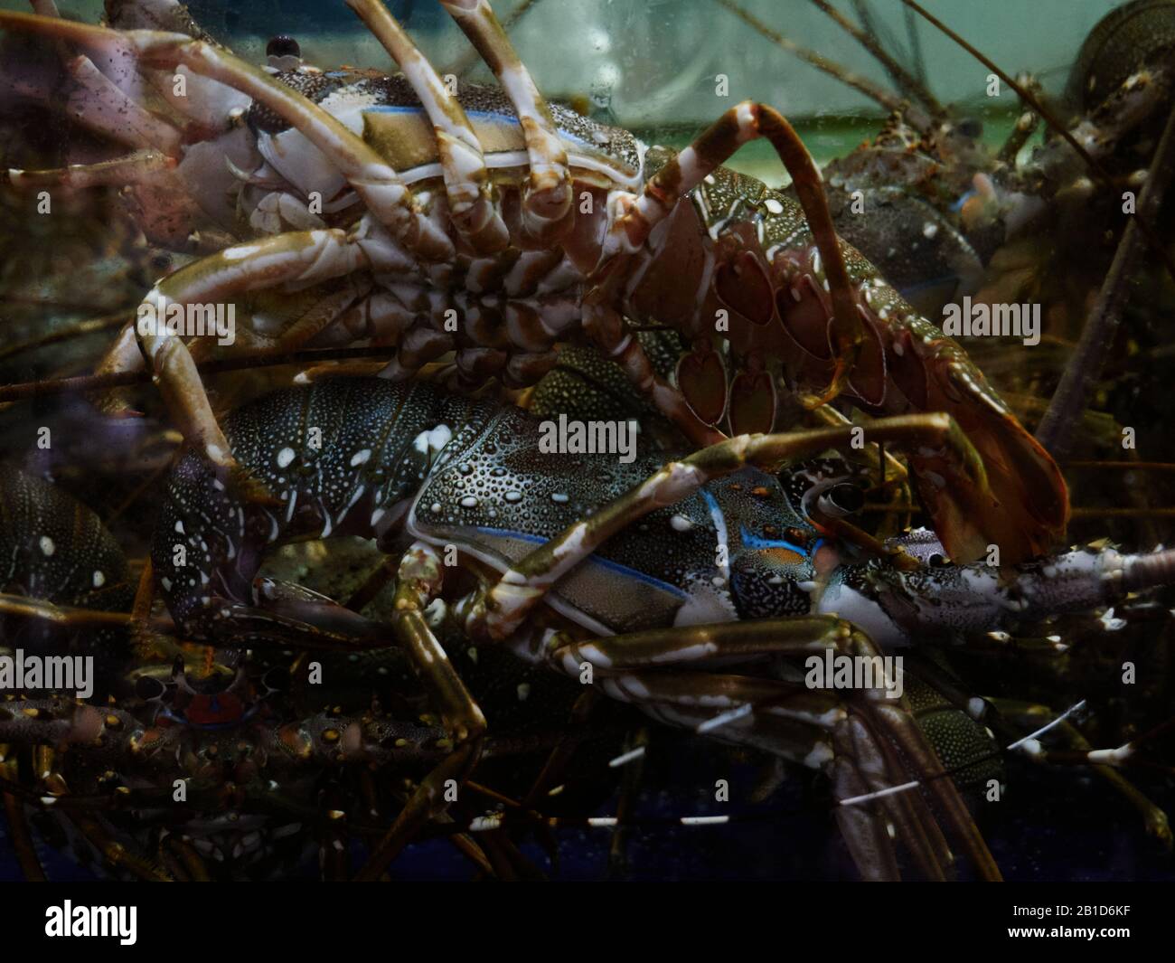 Homards vivants Banque de photographies et d’images à haute résolution ...