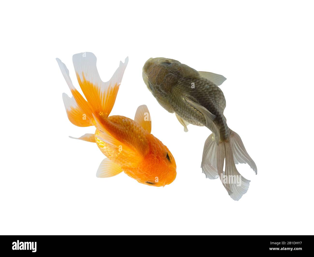 Poissons rouges et poissons rouges noirs isolés sur fond blanc ...