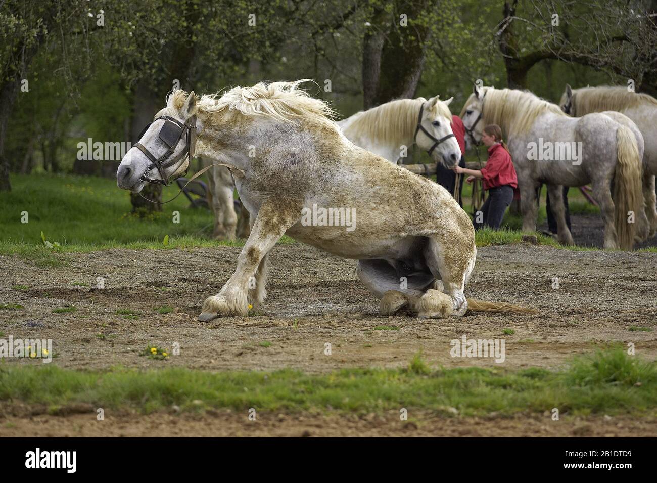 Chevaux de traits percherons Banque de photographies et d’images à haute résolution - Alamy