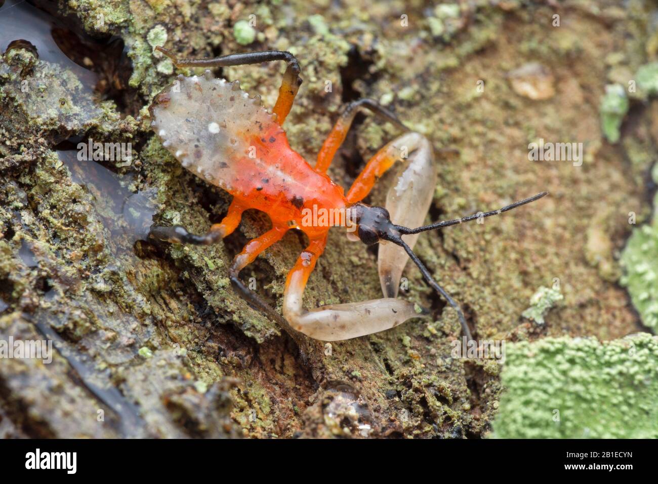 Résine d'arbre assassin bug ; Amulius cf. Sp, Ectinoderini ; résine d ...