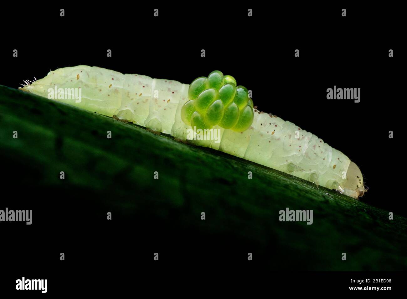 Euplectrus sp. ; larves De Guêpe Parasite ; ectoparasitoïdes. Un ...