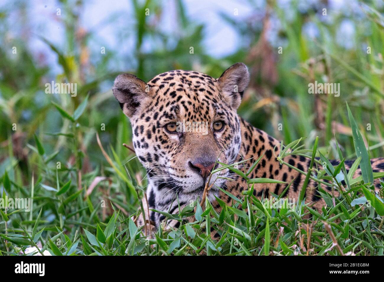Jaguar panthera onca Banque de photographies et d’images à haute ...