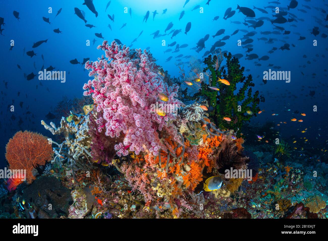 Alcyonaria corail mou Banque de photographies et d’images à haute ...