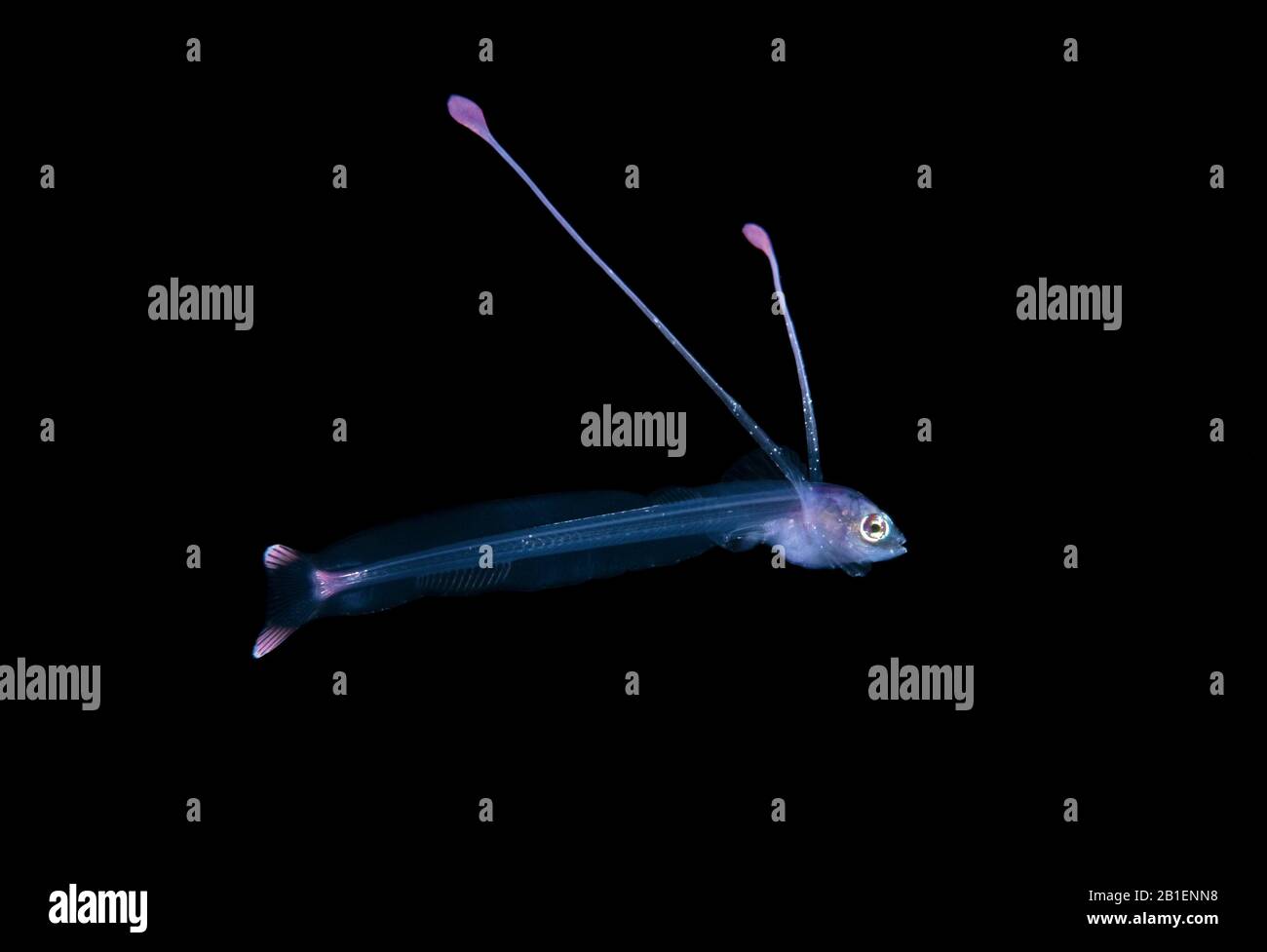 Poisson Abyssal Banque d'image et photos - Alamy