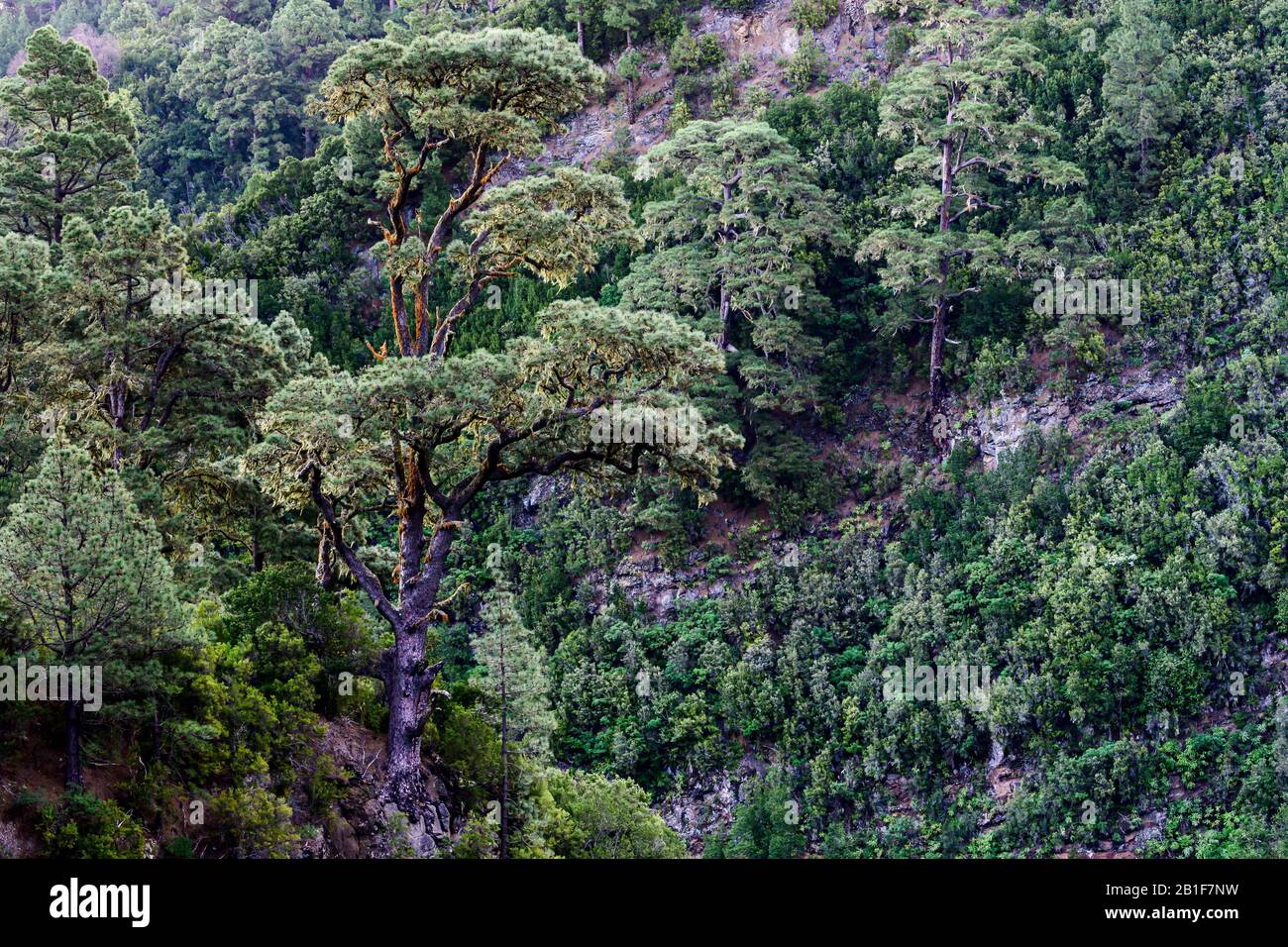 Pin des canaries majestueux pinus canariensis Banque de photographies ...