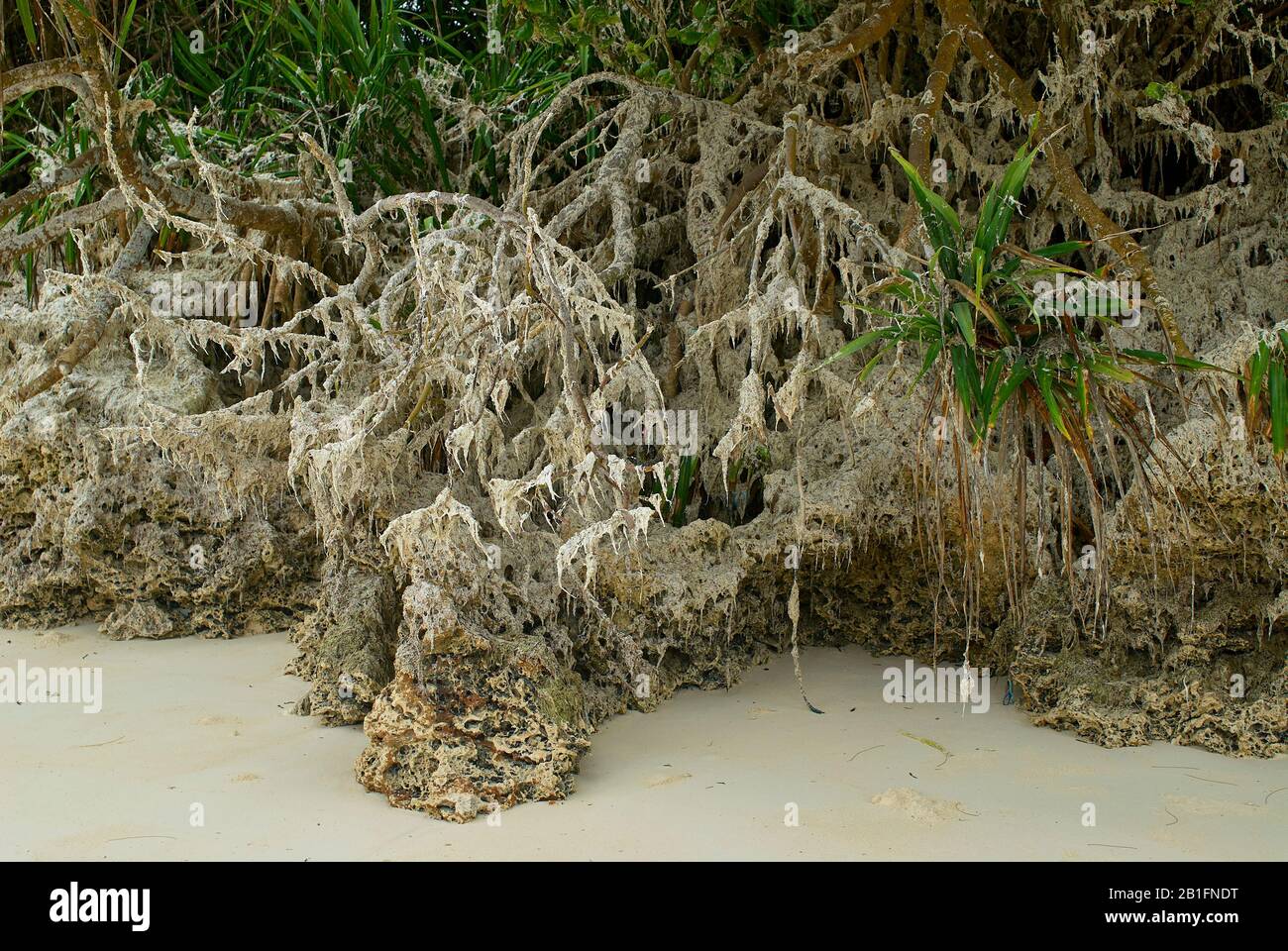 Plastic pollution beach zanzibar Banque de photographies et d’images à ...