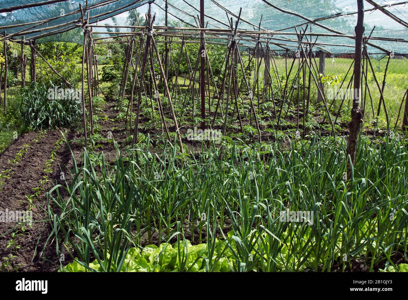 Partie d'un jardin rural avec des premiers légumes sous un filet de ...