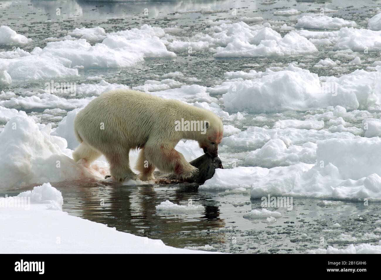 Attraper un seul ours Banque de photographies et d’images à haute ...