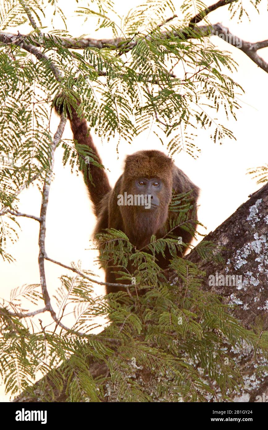 Alouatta fusca Banque de photographies et d’images à haute résolution ...