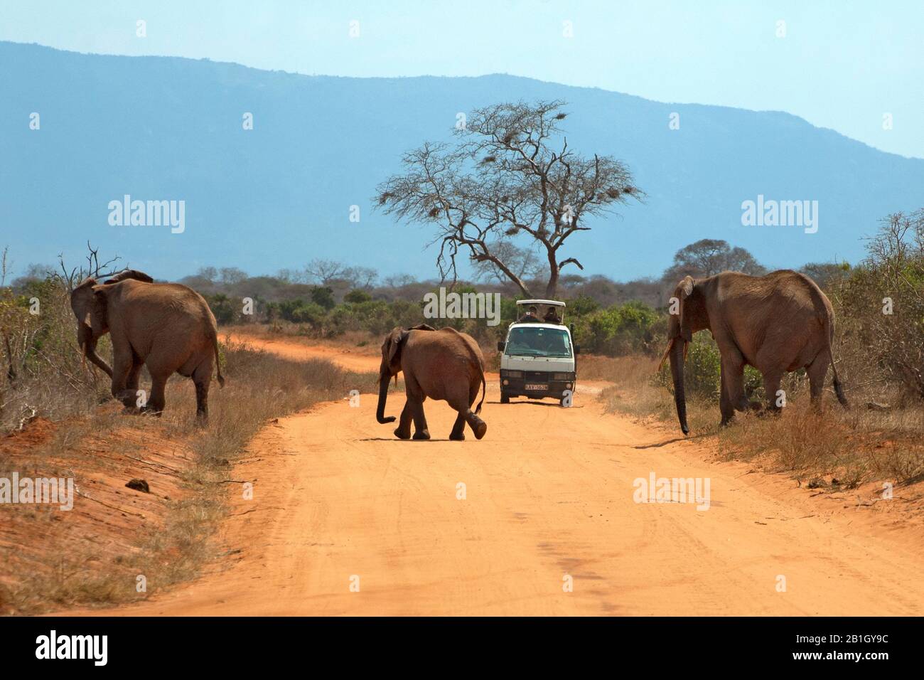 Elephants crossing the road Banque de photographies et d’images à haute ...