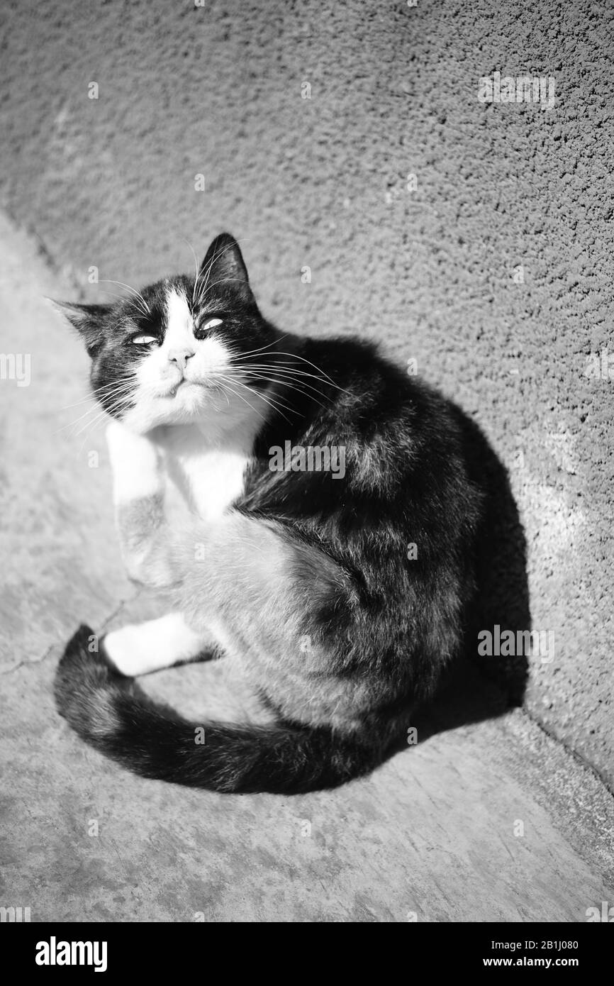 Les pattes Cat rayent derrière l'oreille. Puces et tiques chez les ...