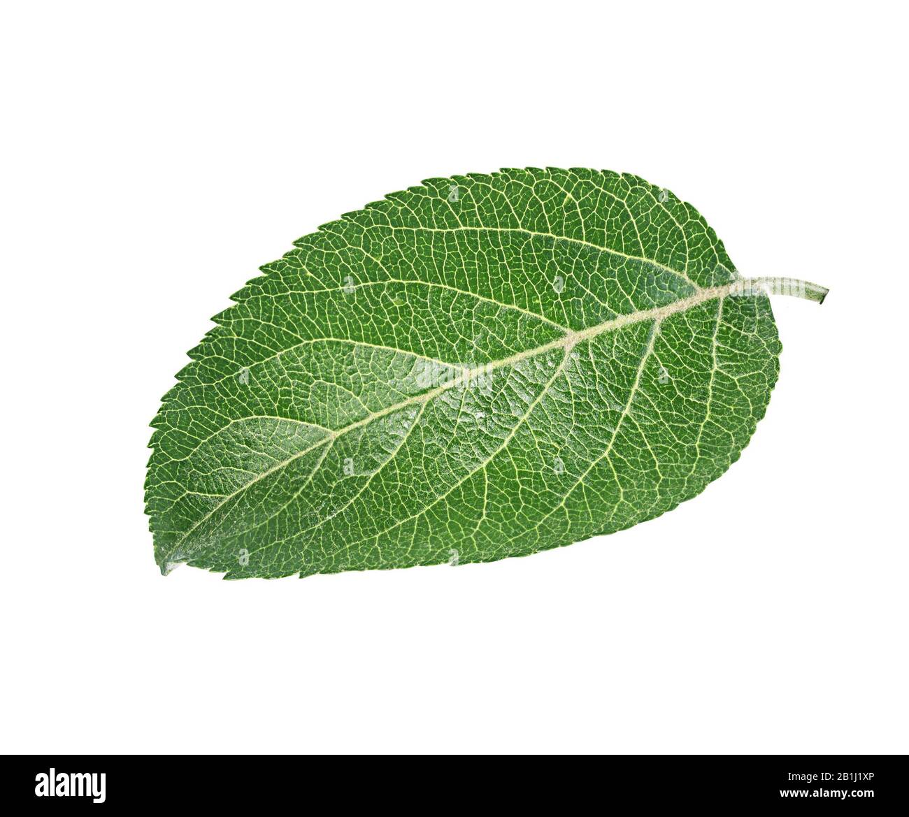 Feuille de pommier sur fond blanc Photo Stock - Alamy