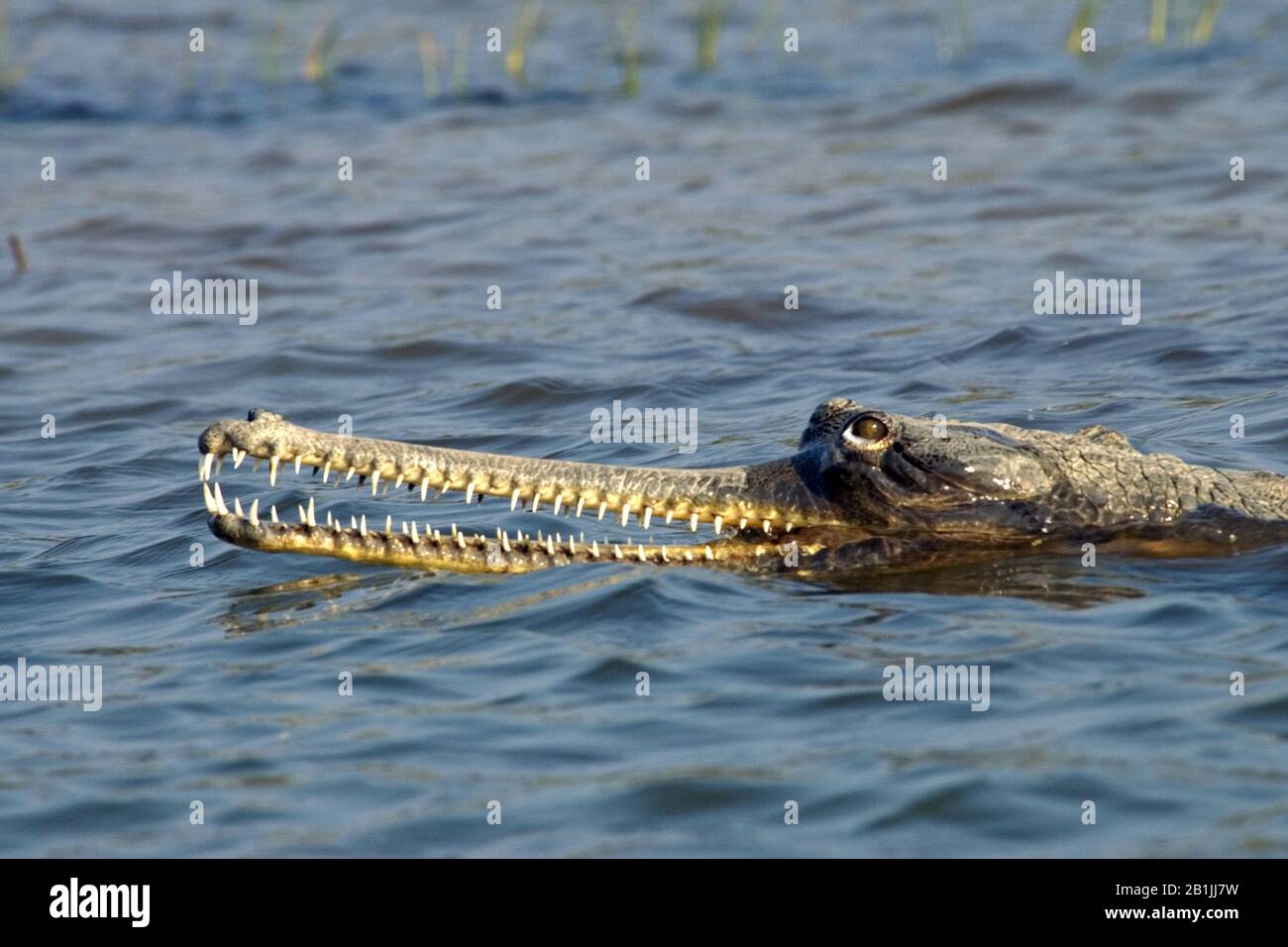 Indian gharial gavialis Banque de photographies et d’images à haute ...