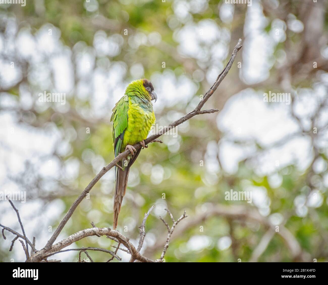 Perruche noire Banque de photographies et d’images à haute résolution ...