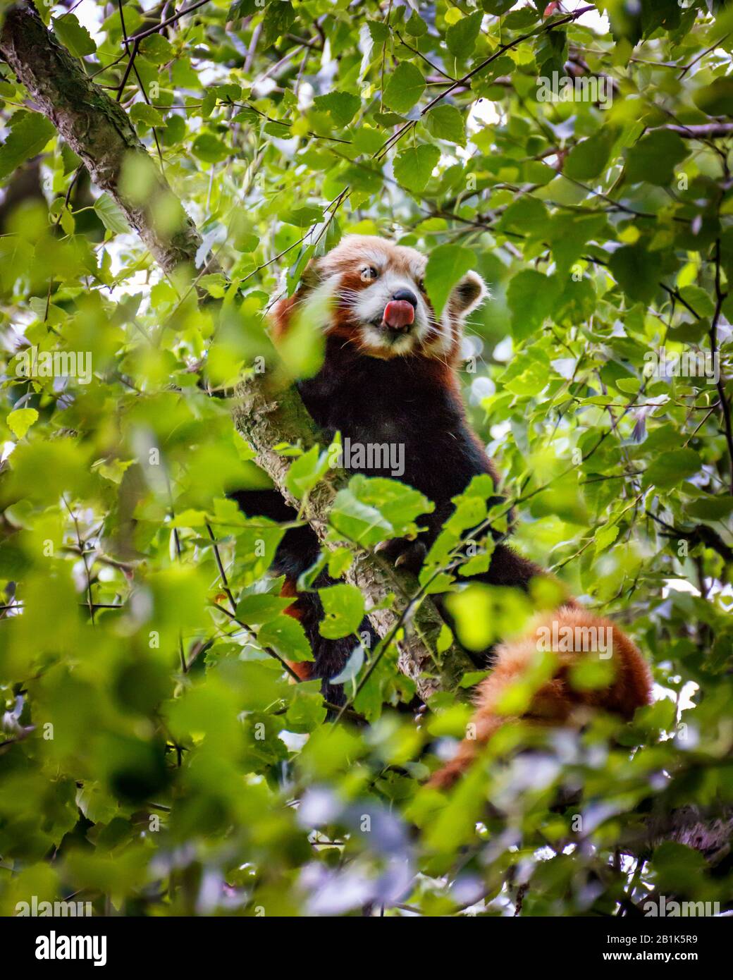 Photo de panda roux Banque de photographies et d’images à haute ...