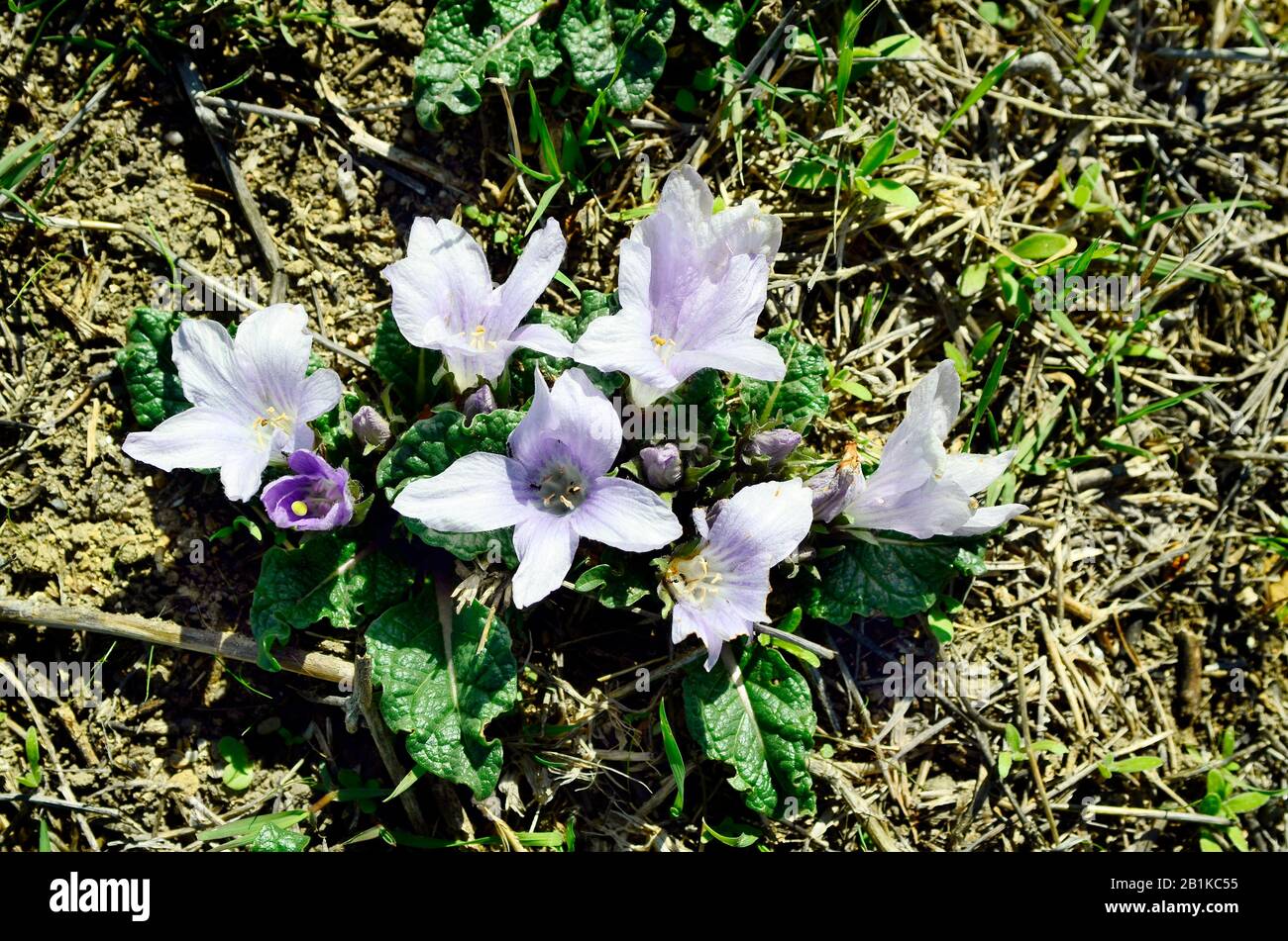 Fleurs de maroc Banque de photographies et d’images à haute résolution ...