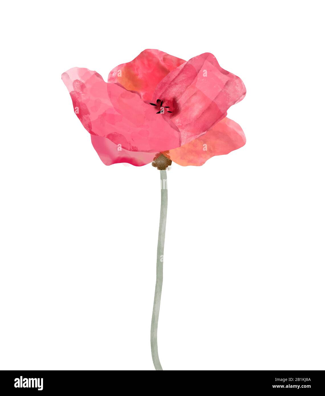 Cramoisi rouge aquarelle fleur peinture artistique isolée sur fond ...