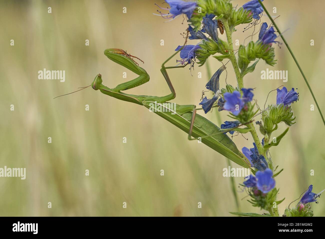 Praying mantis mantis religiosa eating Banque de photographies et d ...