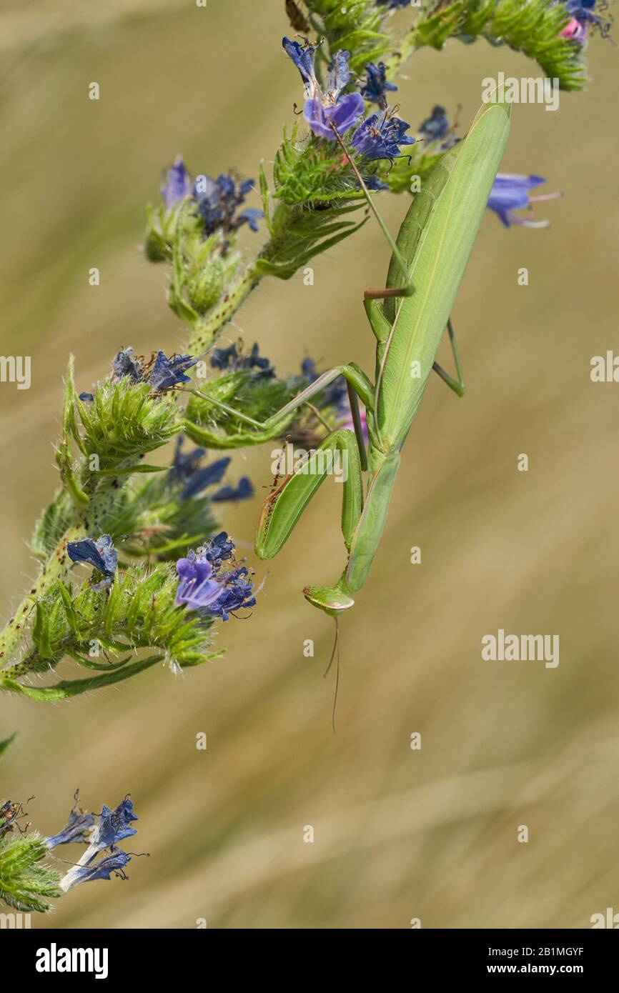 Praying Mantis Mantis Religiosa Eating Banque d'image et photos - Alamy