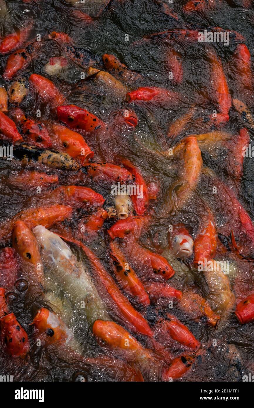 Koi rouge Banque de photographies et d’images à haute résolution - Alamy