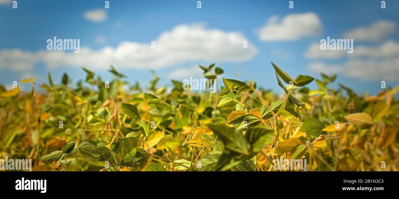 Soya leaves Banque de photographies et d’images à haute résolution - Alamy